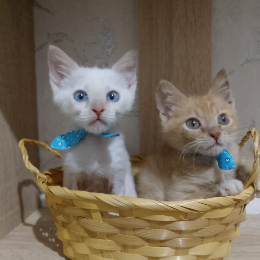 Котята в добрые руки