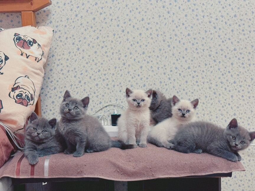 Шотландские котята