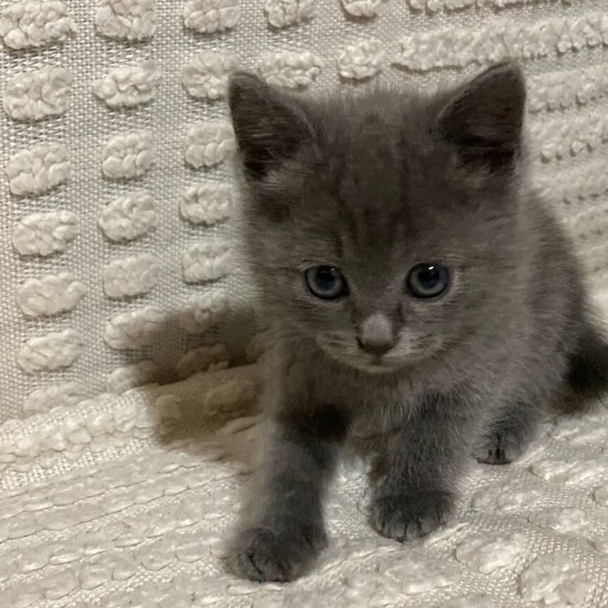 Котята в добрые руки бесплатно