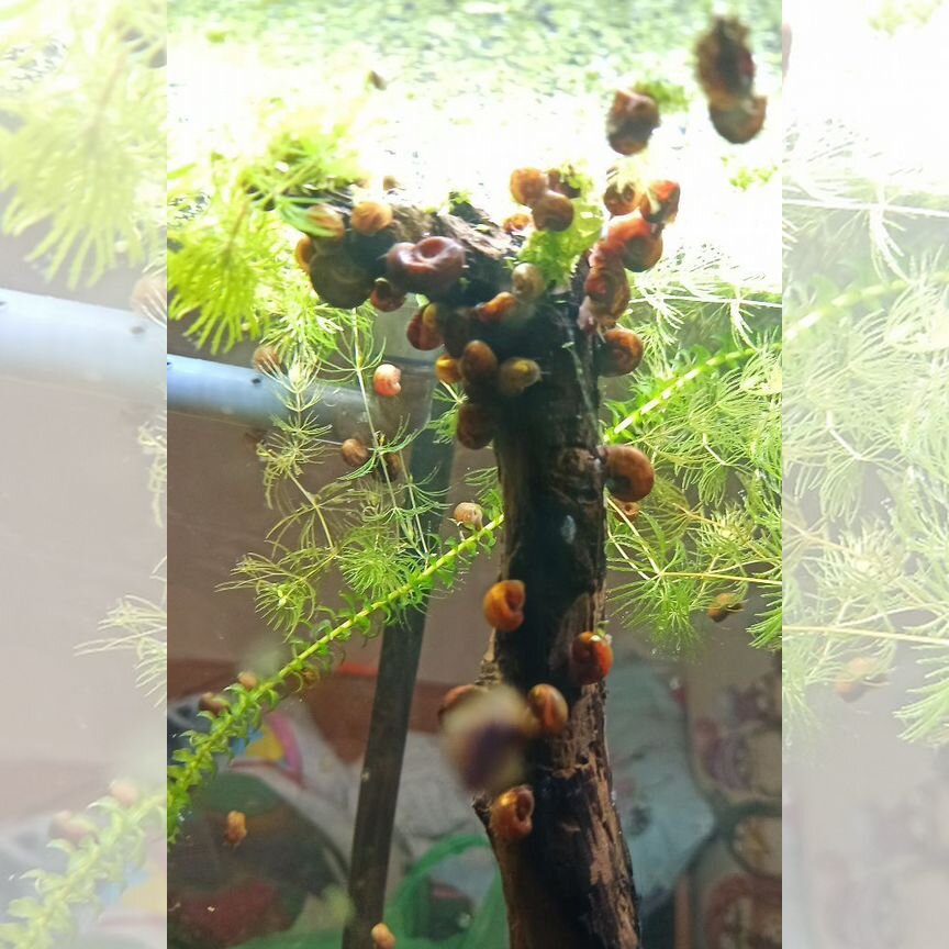 Улитки катушки бесплатно