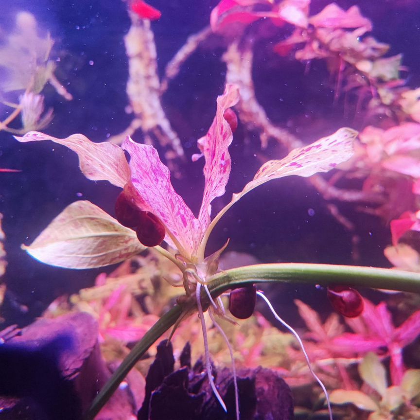 Эхинодорус оцелот