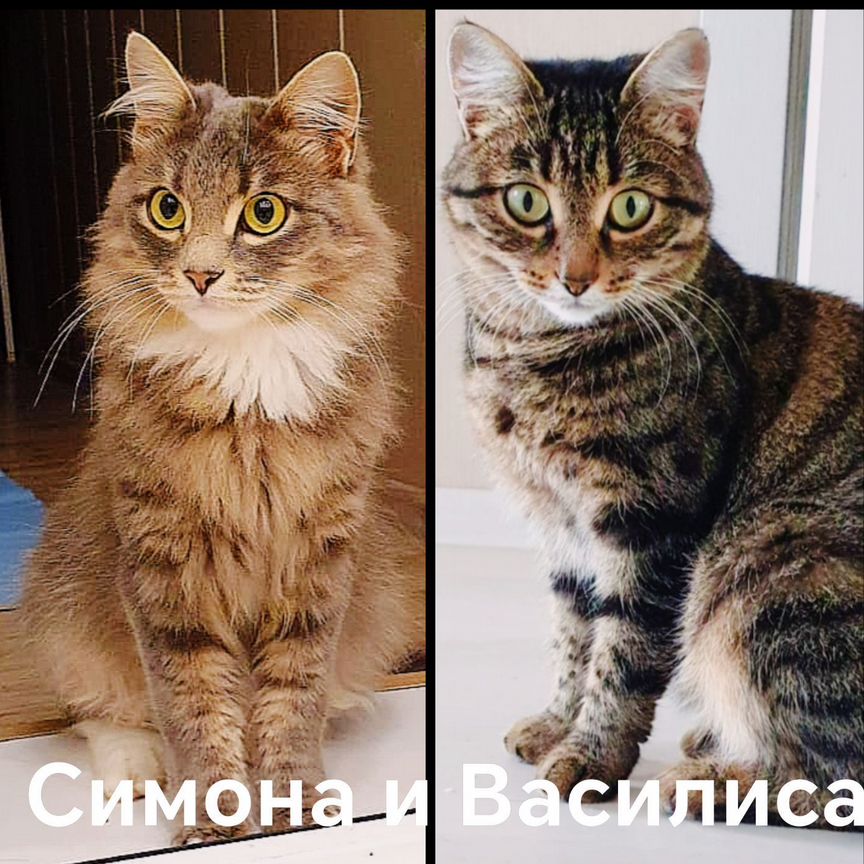 В самые добрые руки