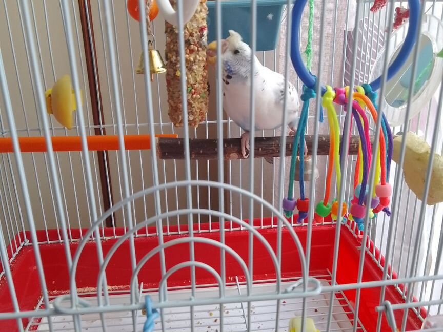 Отдам в добрые руки волнистого попугайчика