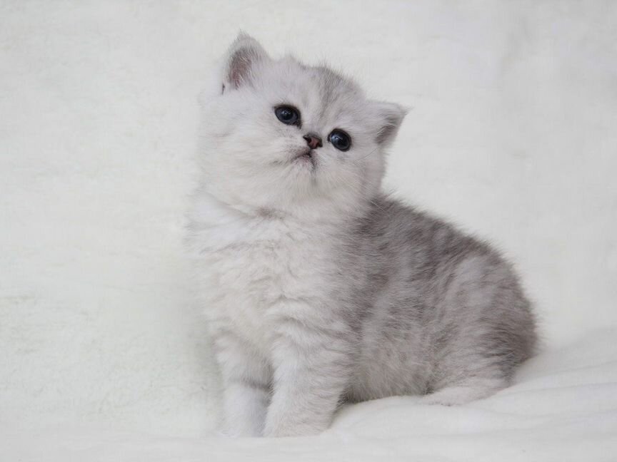 Котенок вислоухая шиншилла