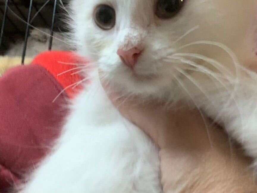 Котенок мальчик в добрые руки