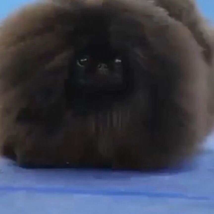 Щенки пекинеса