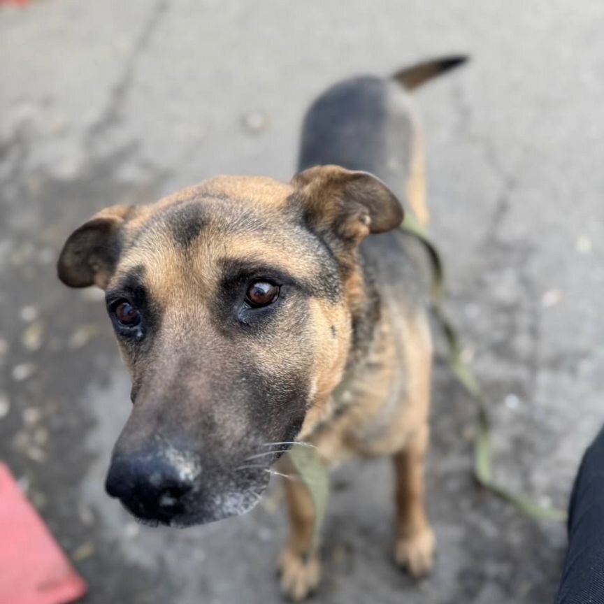 Собака в добрые руки