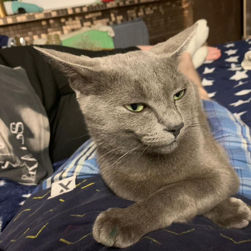 Найден кот