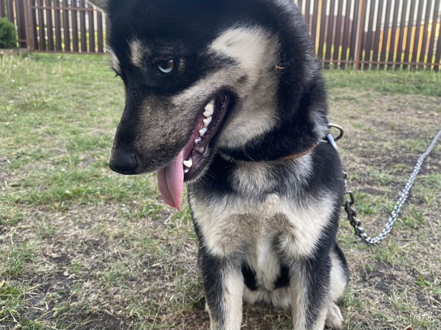 Собака полухаски