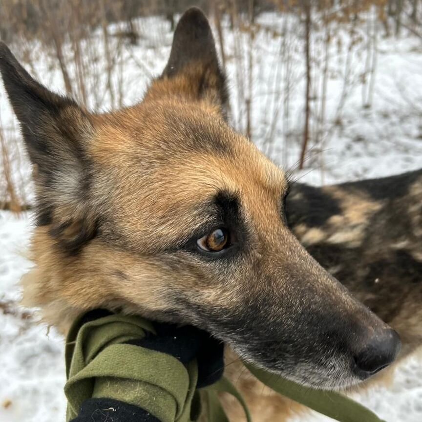Старый Бакс остро нуждается в уходе