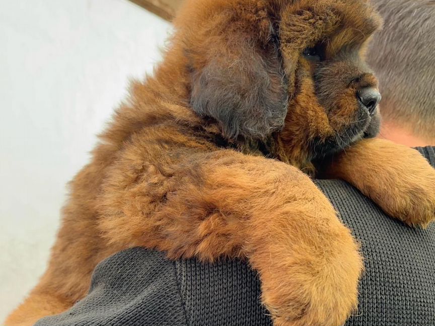 Девочка красный окрас 1, 5м