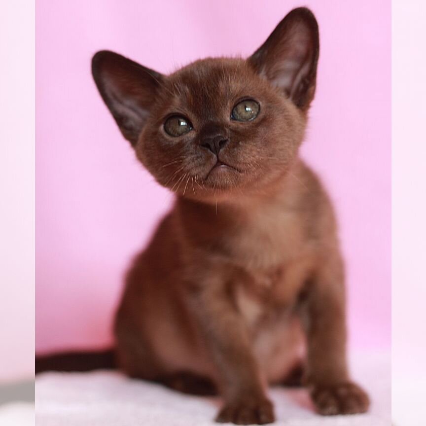 Котята Европейской Бурмы