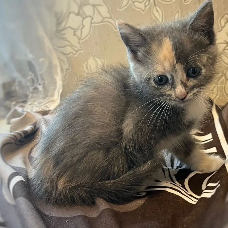Сибирский котёнок