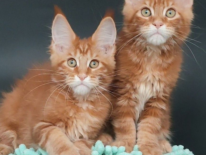 Котята мейн-кун