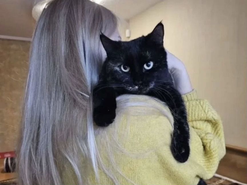 Кошка крупная похожа на мейкуна в добрые руки