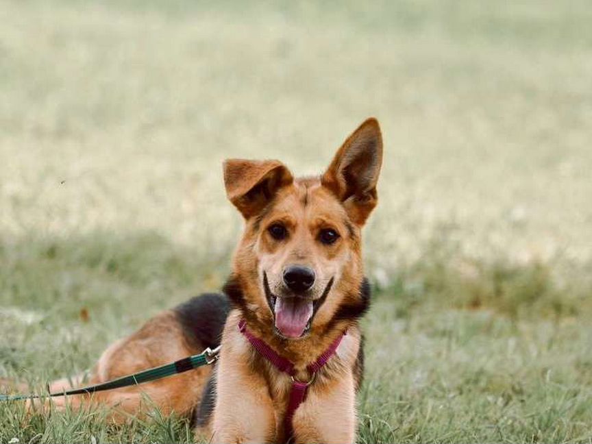 Добрый и верный пёс из приюта в добрые руки