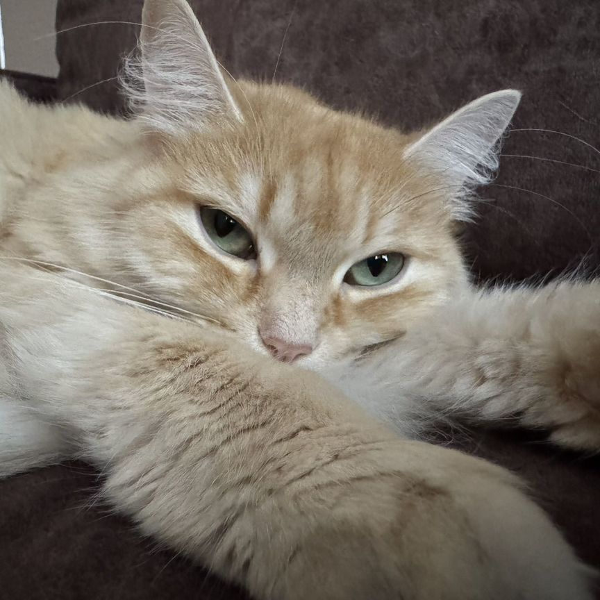 Кошка