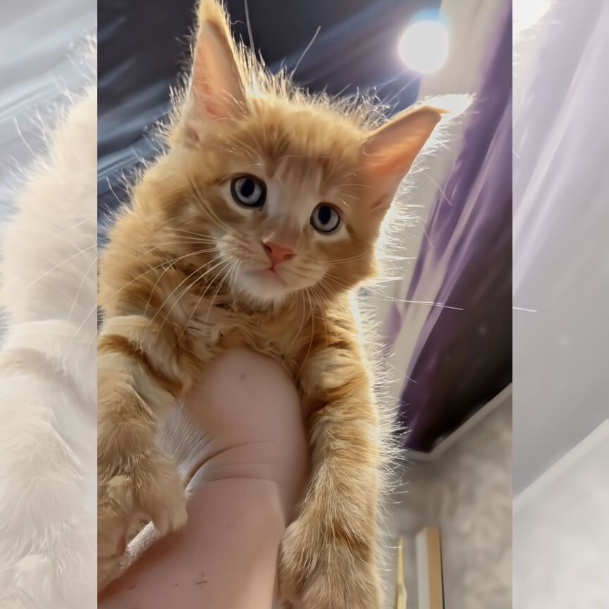 Мейн-кун котёнок