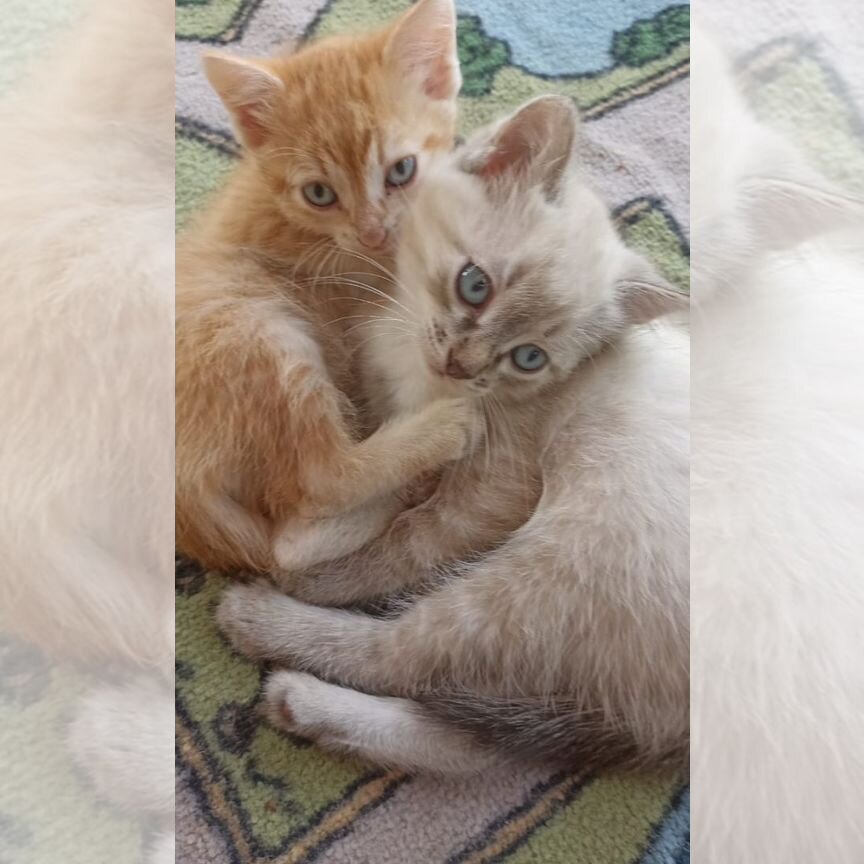 Котята в добрые руки бесплатно