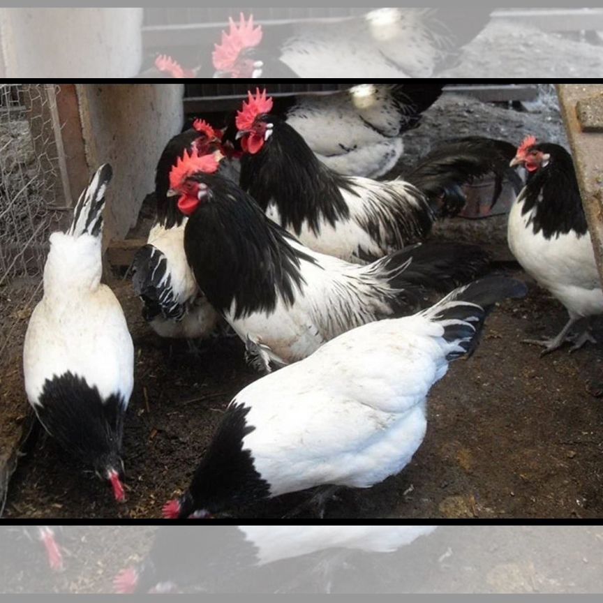 Породистые петухи на племя
