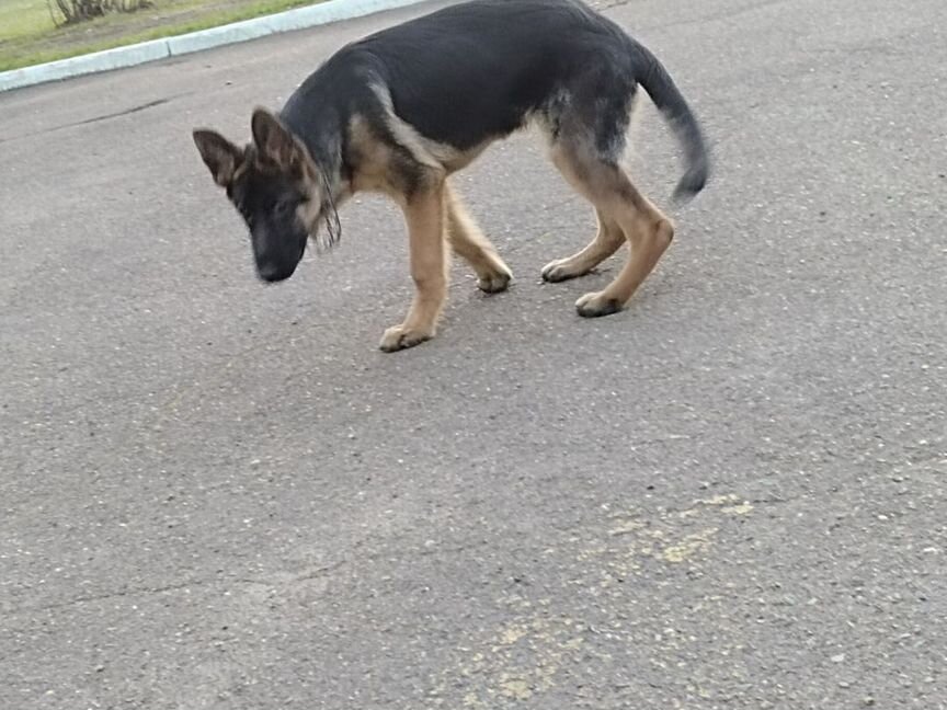 Немецкая овчарка