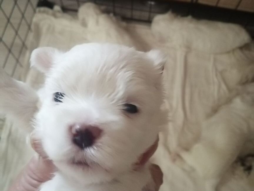 Болонка мальтезе