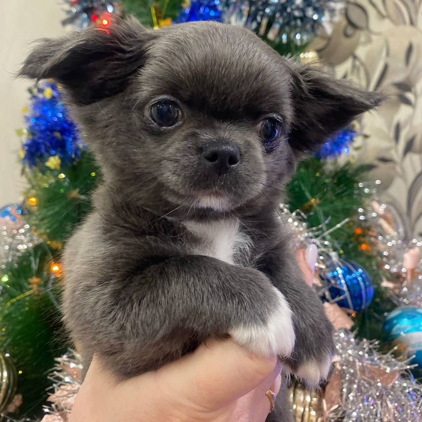 Чиходевочка