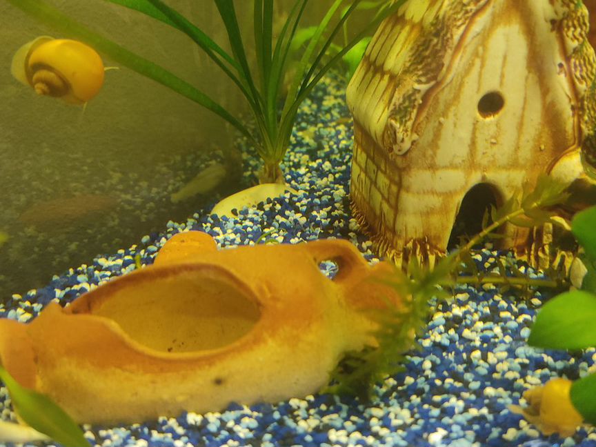 Улитки ампулярия