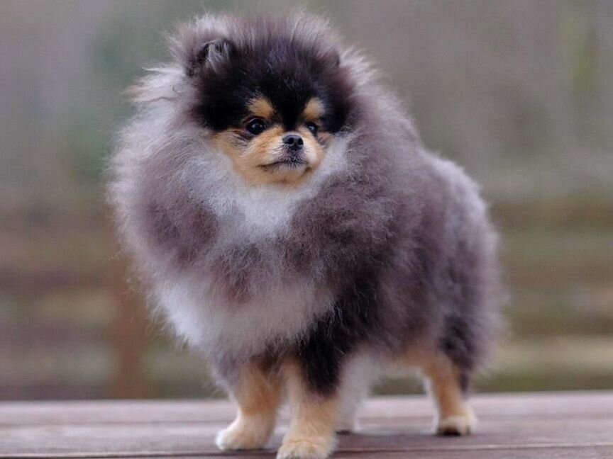 Помаранский Шпиц мини