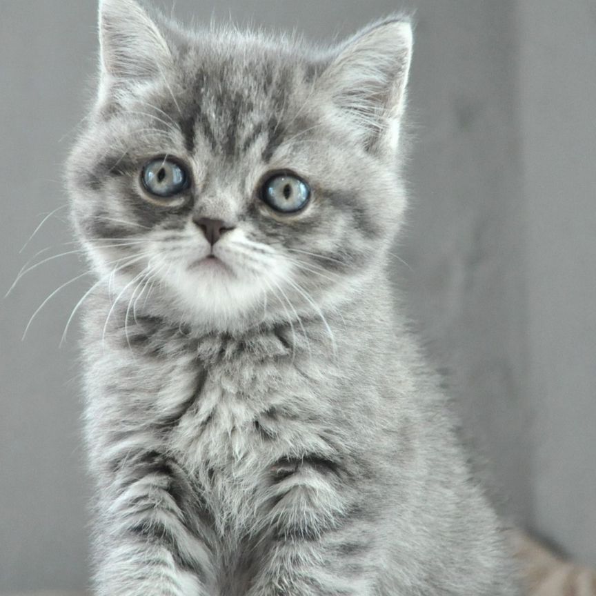 Девочка скоттиш страйт
