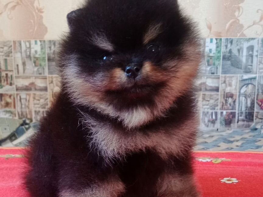 Щенки шпица