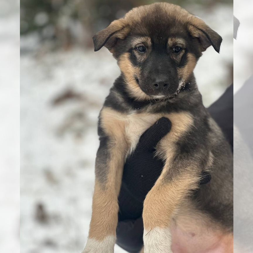 Щенок в добрые руки