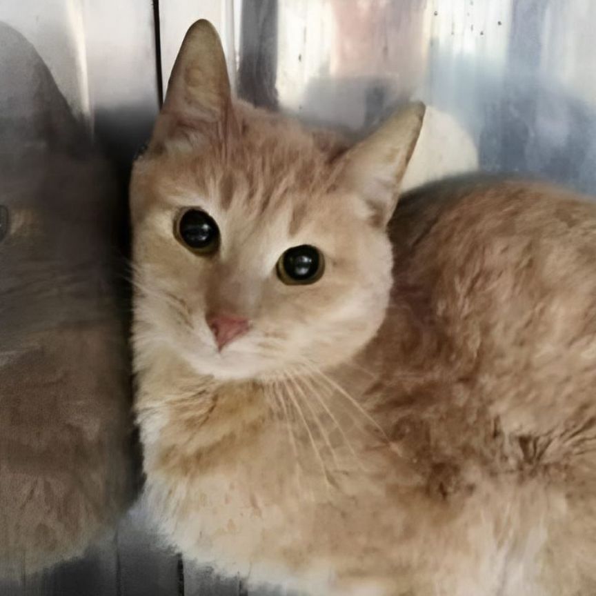 Рыжий котик грустит в клетке приюта