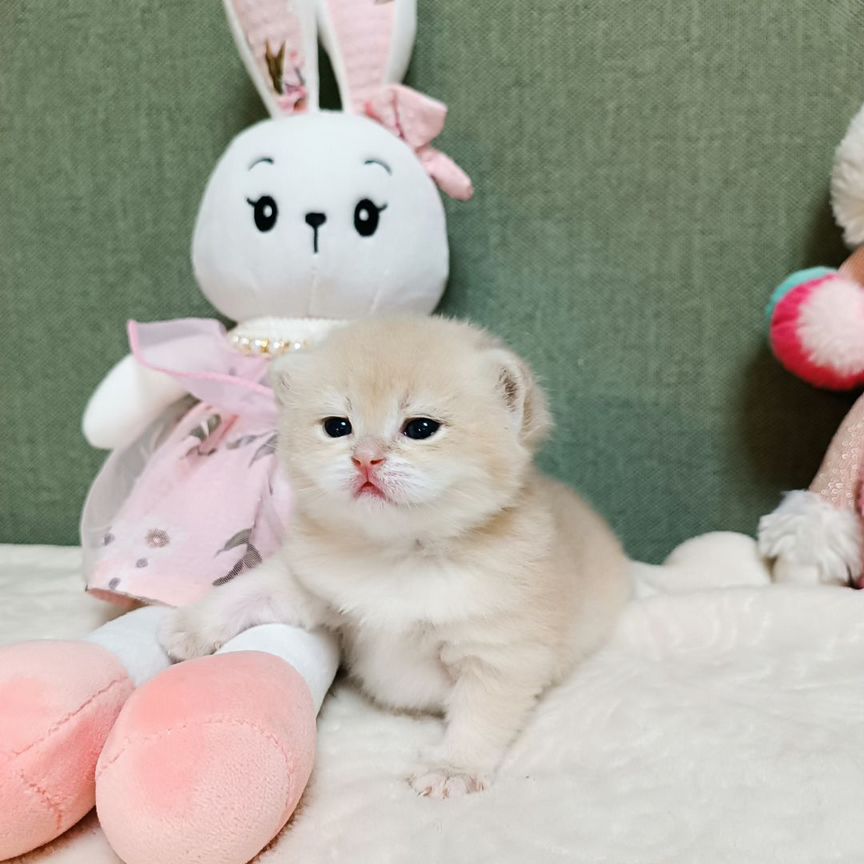 Британские котята золотая шиншилла
