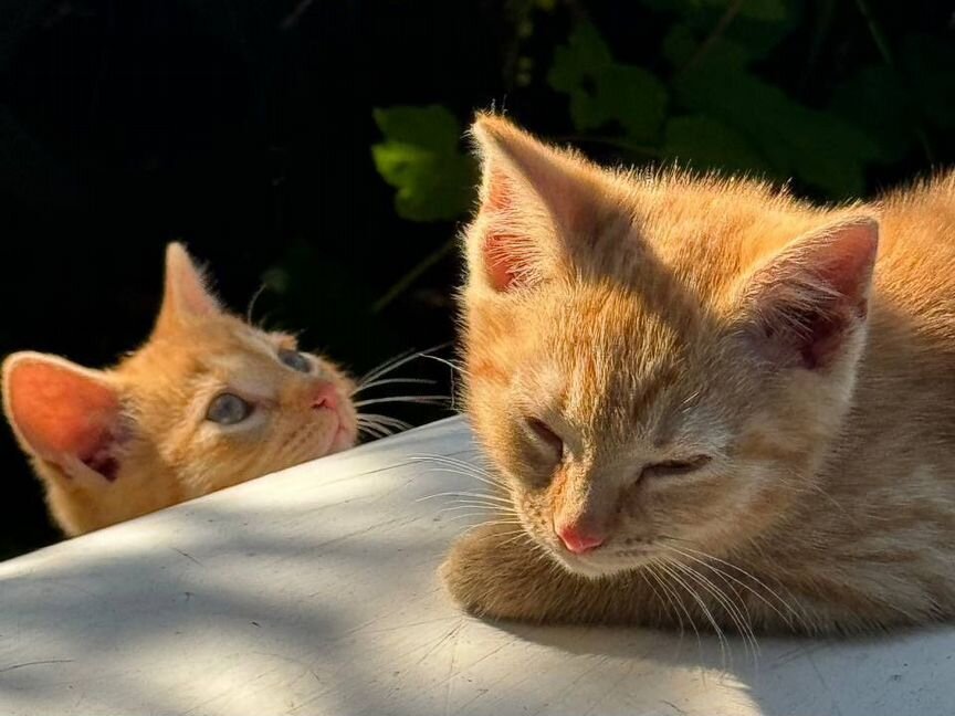 Котята в добрые руки даром