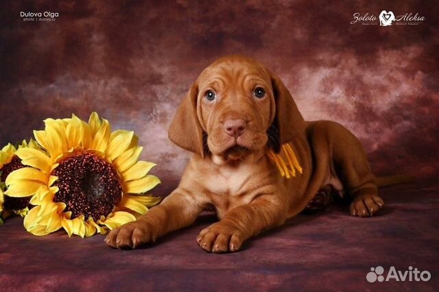 Наши сладкие малыши ждут своих хозяев