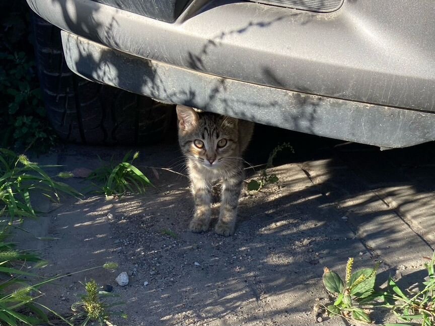 Кошечка в добрые руки