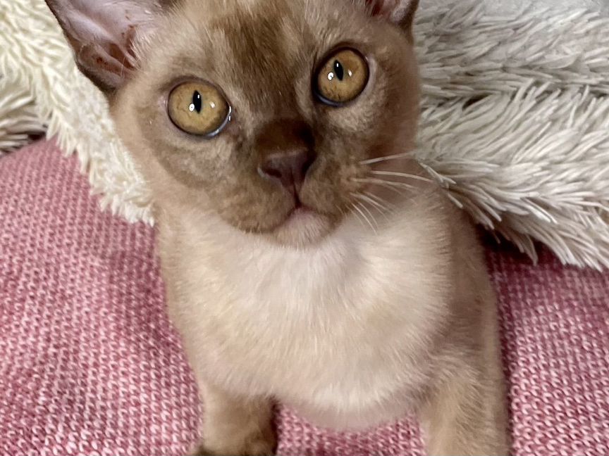 Шоколадный котенок бурма с документами