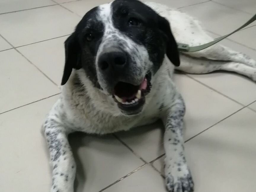 Красивая малышка, похожа на лабрадора, ищет семью