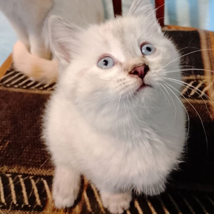 Котёнок в добрые руки