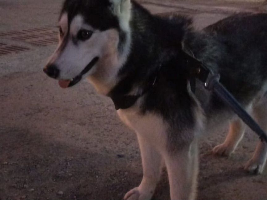 Нашлась хаски