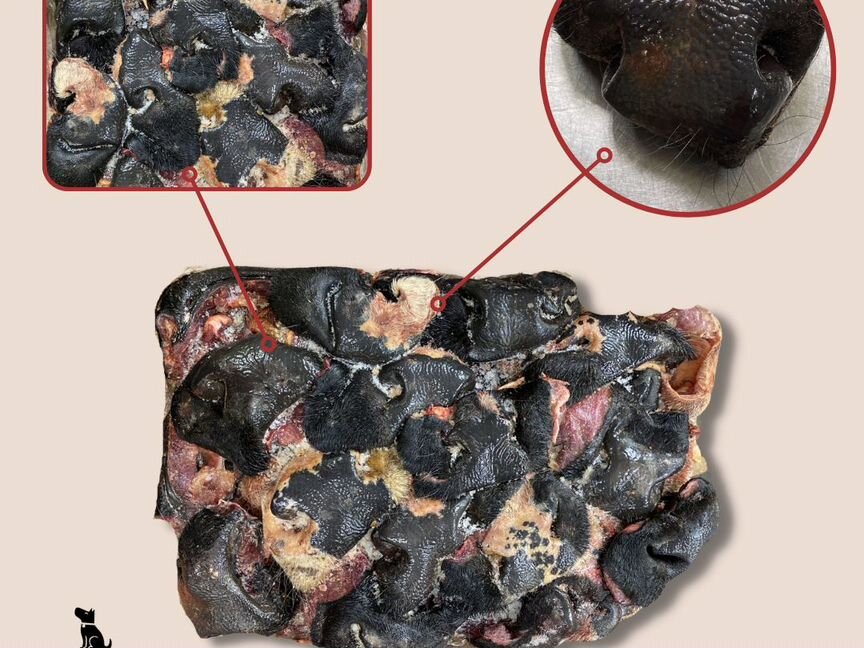 Носы говяжьи блок