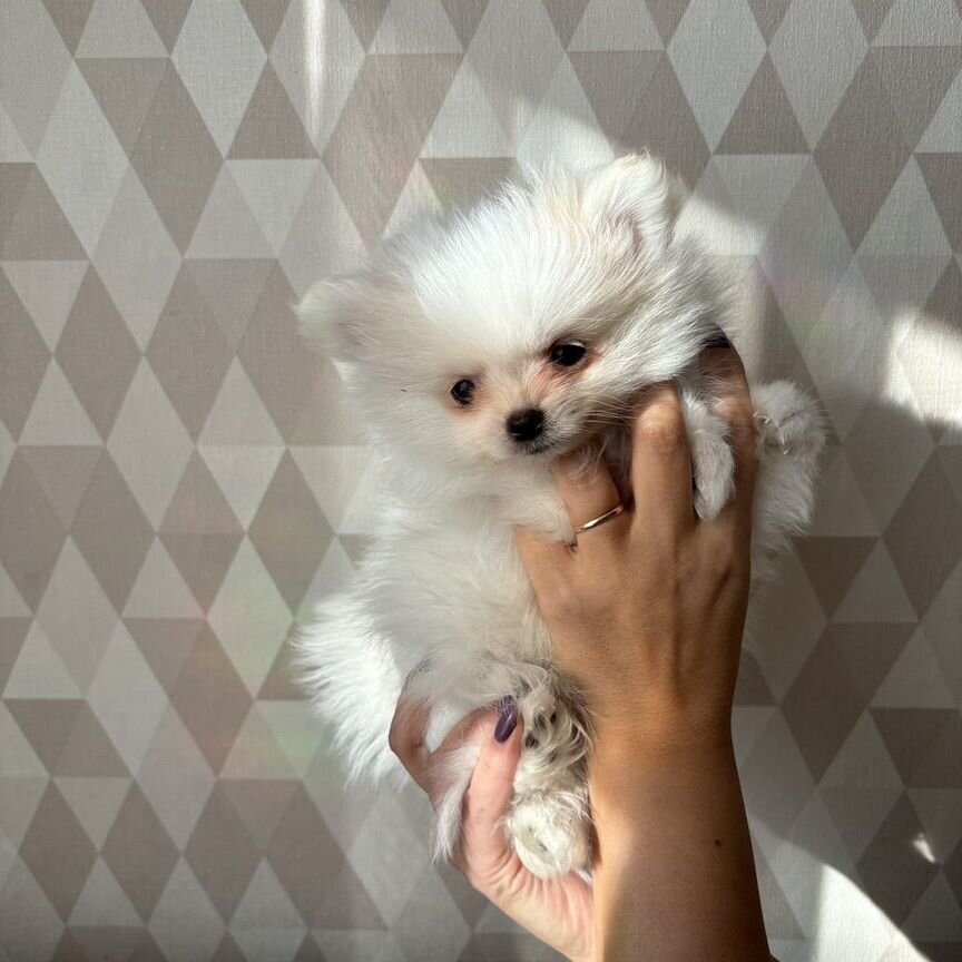 Щенки померанского шпица