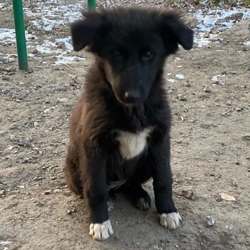 Чудесная щенуля в Добрые руки