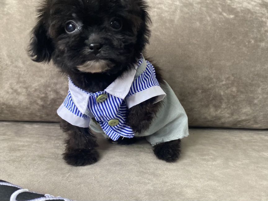 Малыш шипу 2,5 мес