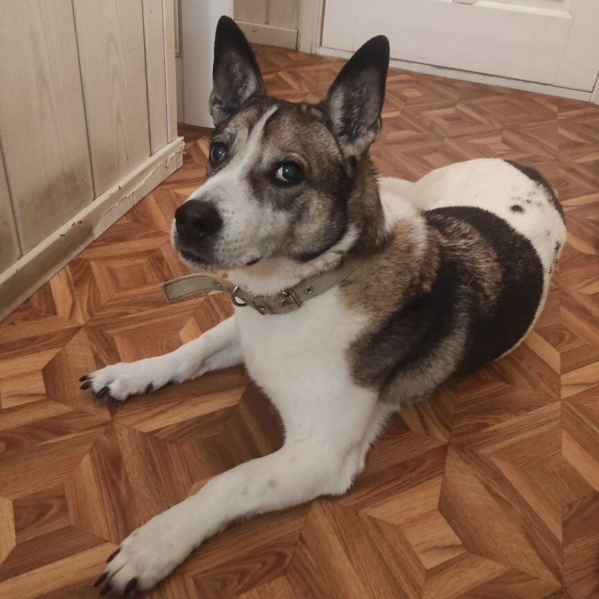 Отдам собаку в добрые руки собаку