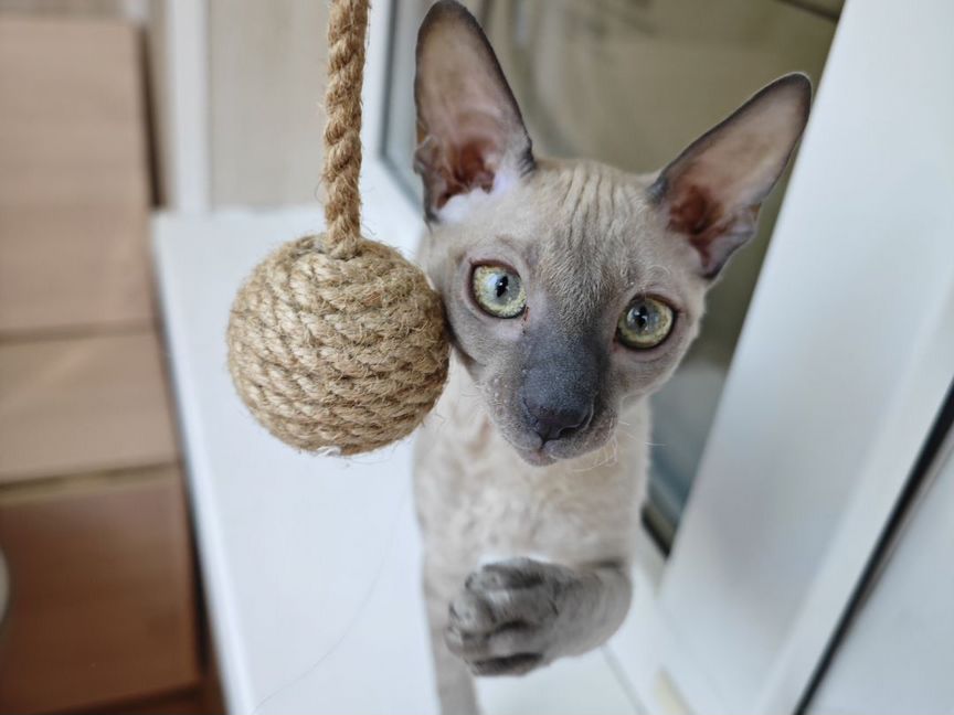 Котенок корниш-рекс