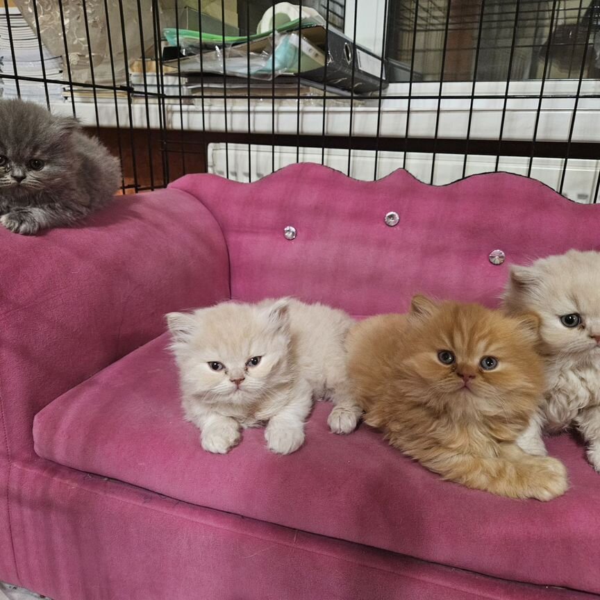 Британские котята