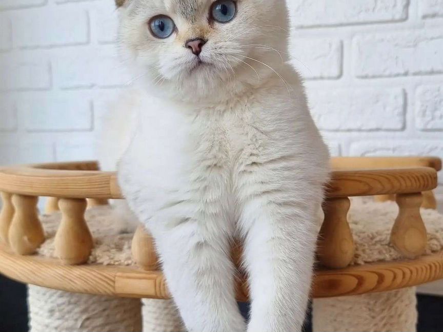 Голубоглазая кошка