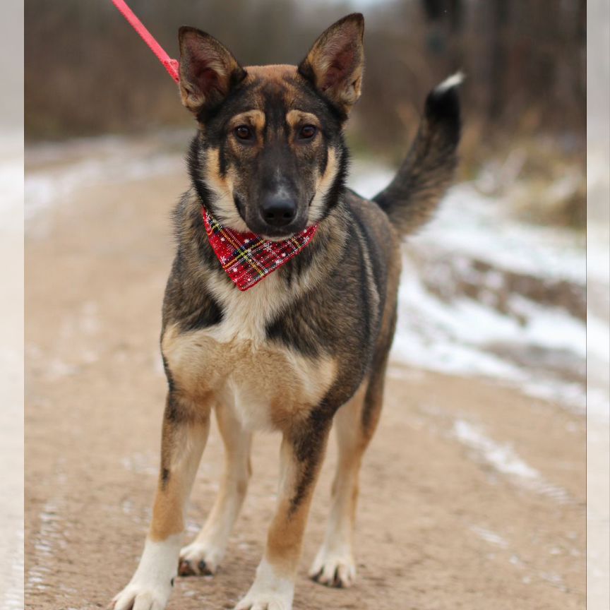 Щенок в добрые руки